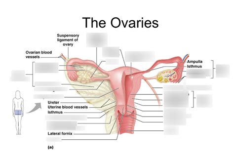 Female Reproductive Anatomy Posterior View Diagram Quizlet