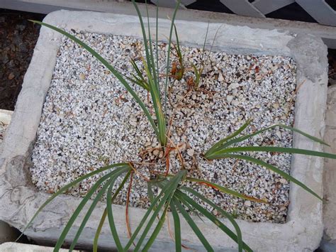 World Of Irises Finding The Goldilocks Zone For Pacifica Iris