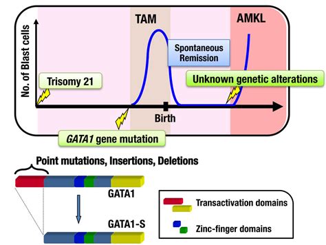 Leukemogenesis In Down Syndrome Intechopen