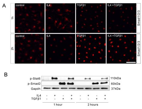 Direct Interactions Were Not Observed Between The Tgfβsmad Signalling