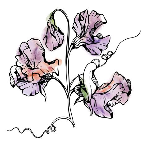 Hand Drawn Watercolor Ink Illustration Botanical Flowers Leaves Sweet