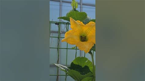 호박꽃 중에서도 아가씨꽃이드래요 Youtube