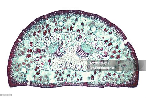 Pine Leaf Cross Section