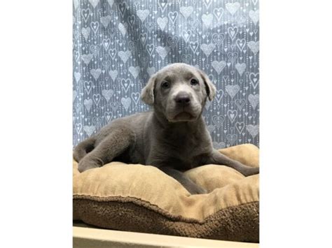 Labrador Retriever Puppies Petland San Antonio Tx