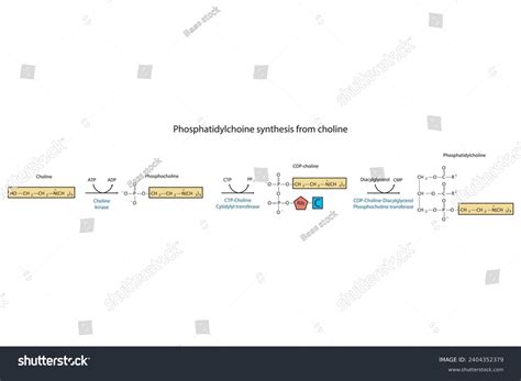 Schematic Molecular Diagram Phosphatidylchoine Synthesis Choline Stock
