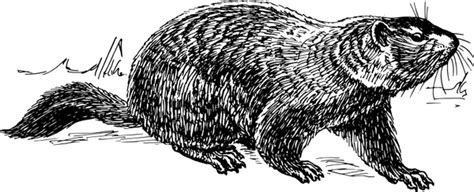 Hog Vector Vectors Free Download 16 Editable Ai Eps Svg Cdr Files