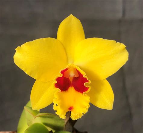 Slc Love Fresh X Pot Little Toshie Sunset Valley Orchids