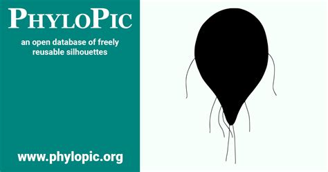 Giardia Lamblia Cc0 10 Phylopic