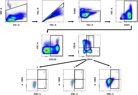 Flow Cytometry Gating Strategy To Identify Fibrocytes And Activated