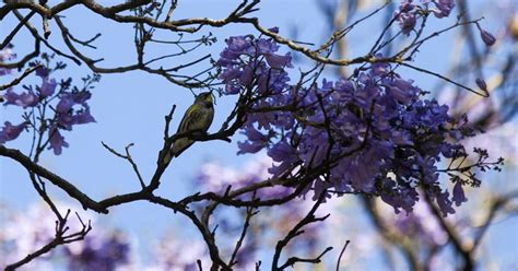 Ésta Es La Colonia Donde Plantaron Las Primeras Jacarandas En Cdmx