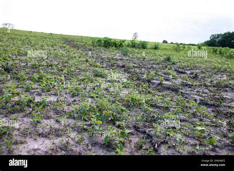 Ferme De Germes De Soja Fotos Und Bildmaterial In Hoher Aufl Sung Alamy