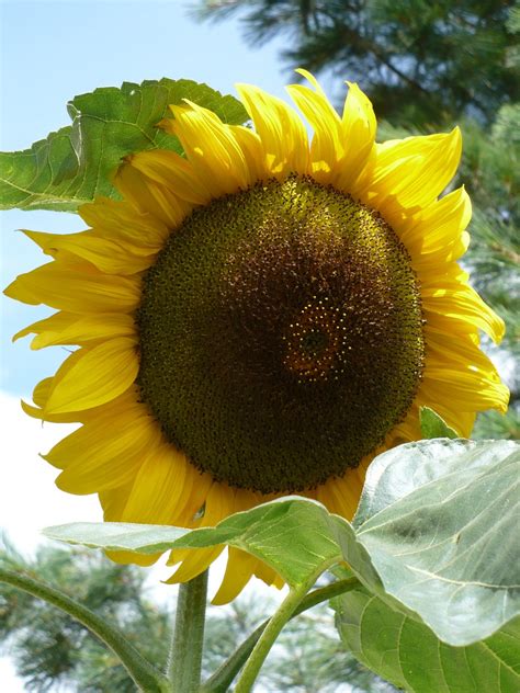 Girassol Flor Foto Gratuita No Pixabay Pixabay
