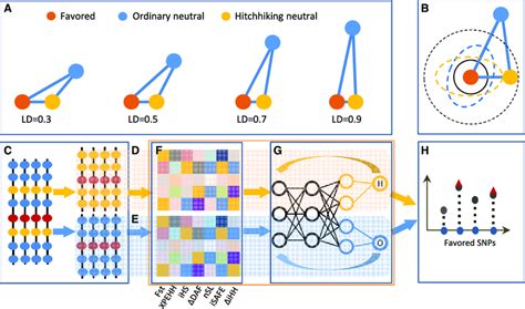 The Design Principle Inputs And Outputs Of Deepfavored A Euclidean Download Scientific