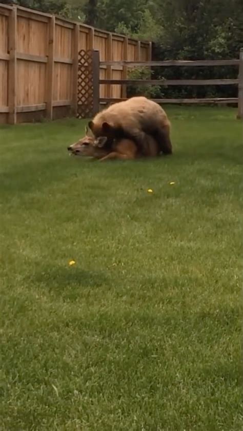 Natures Brutal Bear Mauls Deer In Backyard 🐻 Follow Naturesbrutal