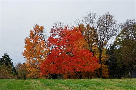 Tree Of Fire Stock Image Image Of Fall Fire Pretty