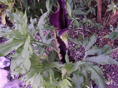 Dragon Lilies How To Grow And Care For Dragon Lily Plants Dracunculus