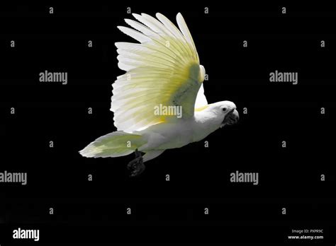 Flying White Sulphur Crested Cockatoo Isolated On Black Background