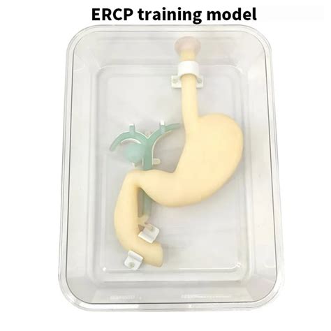 Gastroscope Ercp Scope Training Model For Gastroduodenal And Biliary