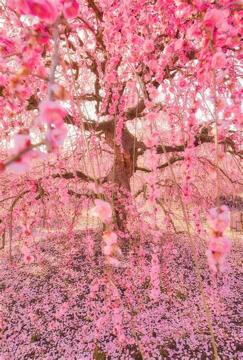 Markjudgelovejapan Artofit