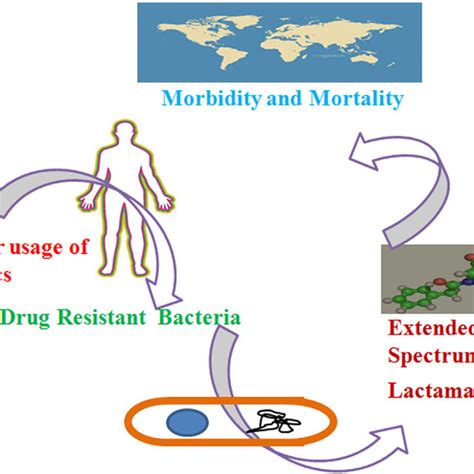 Classification Of Beta Lactamase Enzymes Download Table