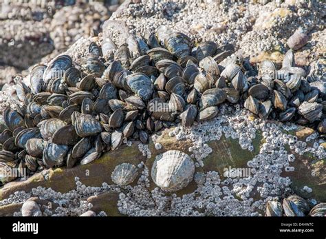 Barnacles Mussels And Limpets On Rocks In The Intertidal Zone Stock