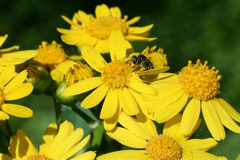 Families Asteraceae Ohio Plants