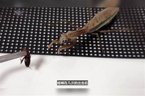 小哥养了 个月的螳螂产下 个卵过程如此艰辛螳螂也不幸去世
