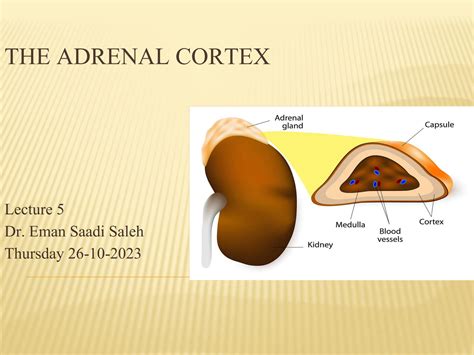 Solution The Adrenal Cortex Studypool
