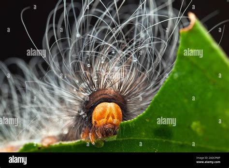 Haarige Raupe Larve Eines Namentlich Lepidopteren Motten Und