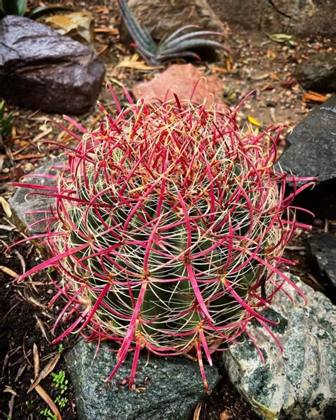 California Barrel Cactus The Impressive Desert Marvel