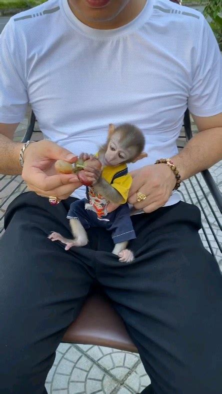 Dinesh Monkey Funny Animals Trendingshorts Smart Memes