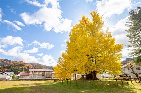 南会津町の紅葉特集 南会津町観光物産協会