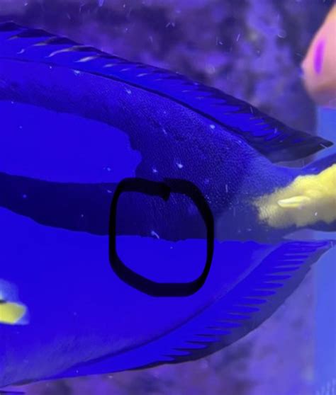 Living With Lymphocystis Reef2reef