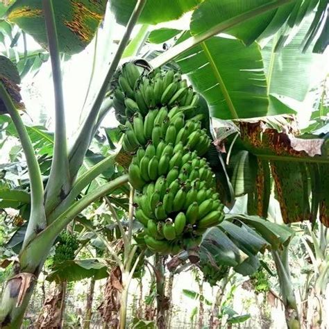 A Grade Poovan Banana Packaging Size 20 Kg At Rs 260 Piece In