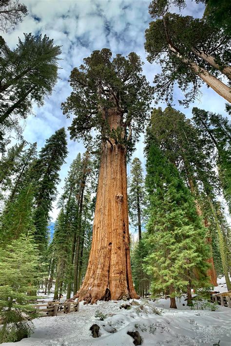 General Grant Sequoia