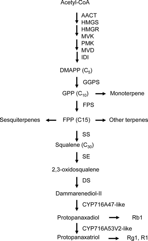The Putative Biosynthesis Pathway Of Triterpene Saponins In P