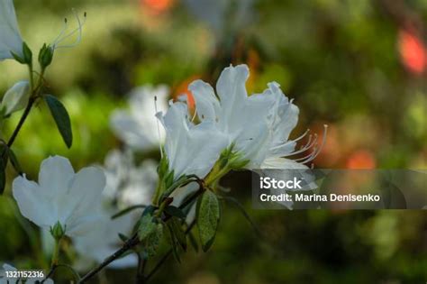 Bunga Azalea Putih Alam Wallpaper Ruang Copy Foto Stok Unduh Gambar