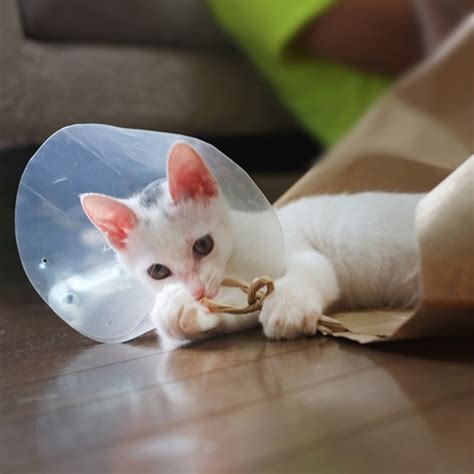 猫の総合情報サイト ペットスマイルニュースforネコちゃん
