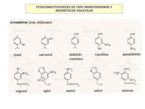 PPT METABOLITOS PRIMARIOS Y SECUNDARIOS PowerPoint Presentation Free