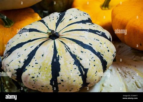 Organic Imperfect Flat Striped Squash At Local Farmer Market Natural