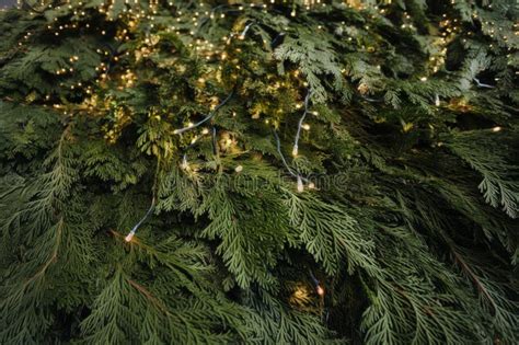 Festive Pine Tree Close Up With Warm Twinkle Lights And Fresh Pine Branches Stock Illustration