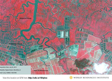 Satellite Data Reveals State Of The Worlds Mangrove Forests Global Forest Watch Blog