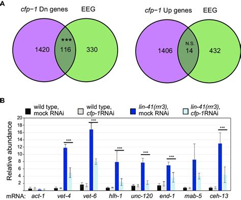 Cfp 1 Is R Equir Ed For The Expression Of Early Embryonic Genes In