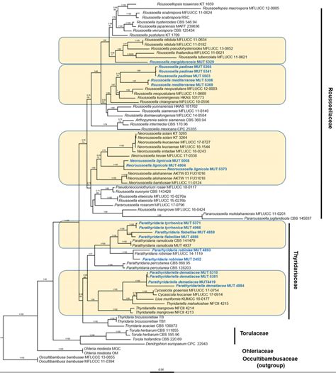 Phylogram Generated From Raxml Analysis Based On A Combined Dataset Of