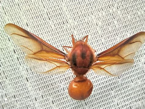 Moth Insects Bee Animals Wood Ants Honey Bees Animales Animaux Bees