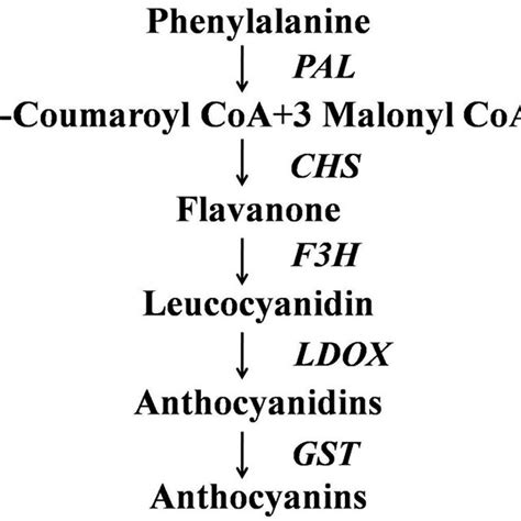 Simplified Schematic Flow Chart Of The Flavonoid Pathway Leading To