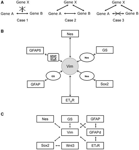 Gene Interactions A Three Different Types Of Interaction Between Two Download Scientific