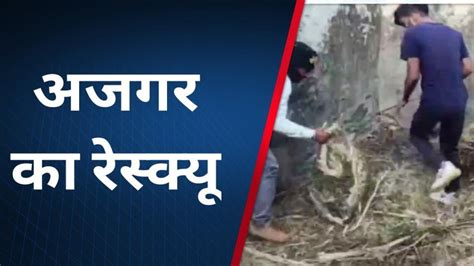 राजसमंद गांव में आया 12 फीट लंबा अजगर रेस्क्यू कर जंगल में छोड़ा