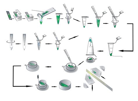 Schematic Flow Of The Work Process Involved In The Preparation Of