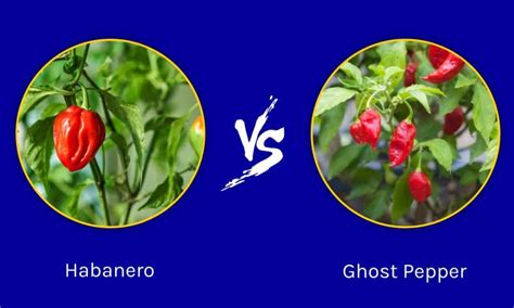 Habanero Vs Ghost Pepper Whats The Difference